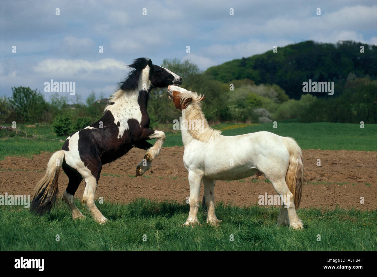 two Tinker Pony horses - fighting Stock Photo - Alamy