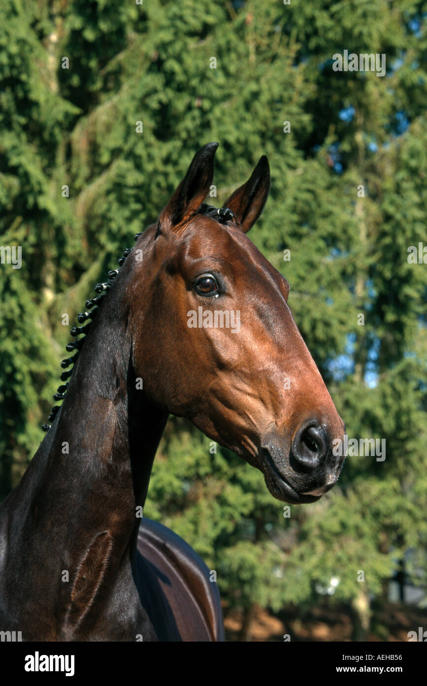 Hanoverian horse - portrait Stock Photo - Alamy