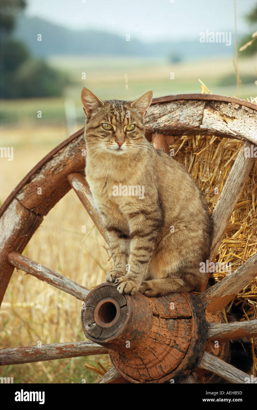 Cartwheel cartwheels hi-res stock photography and images - Alamy