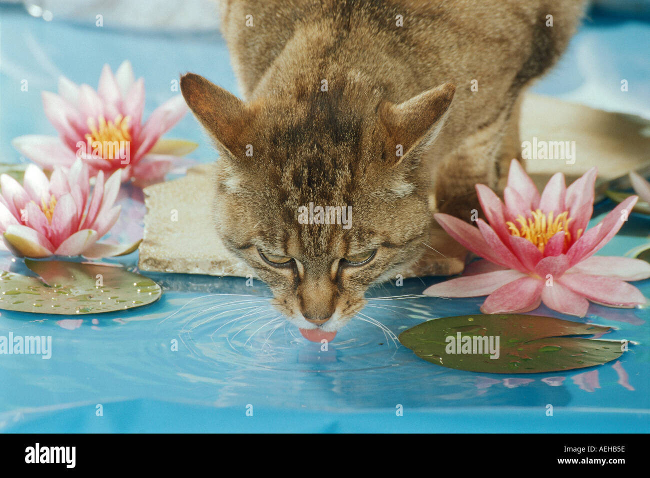domestic cat drinking from pond Stock Photo - Alamy