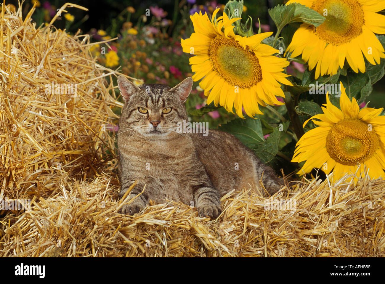 domestic cat lying in straw next to sunflowers Stock Photo - Alamy