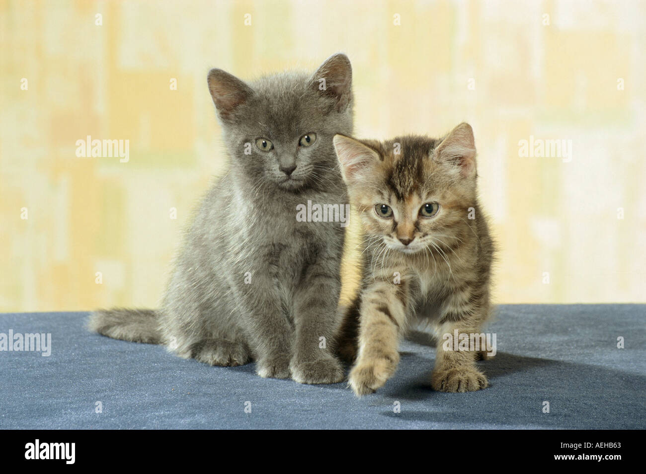 two domestic cat kitten - sitting Stock Photo - Alamy