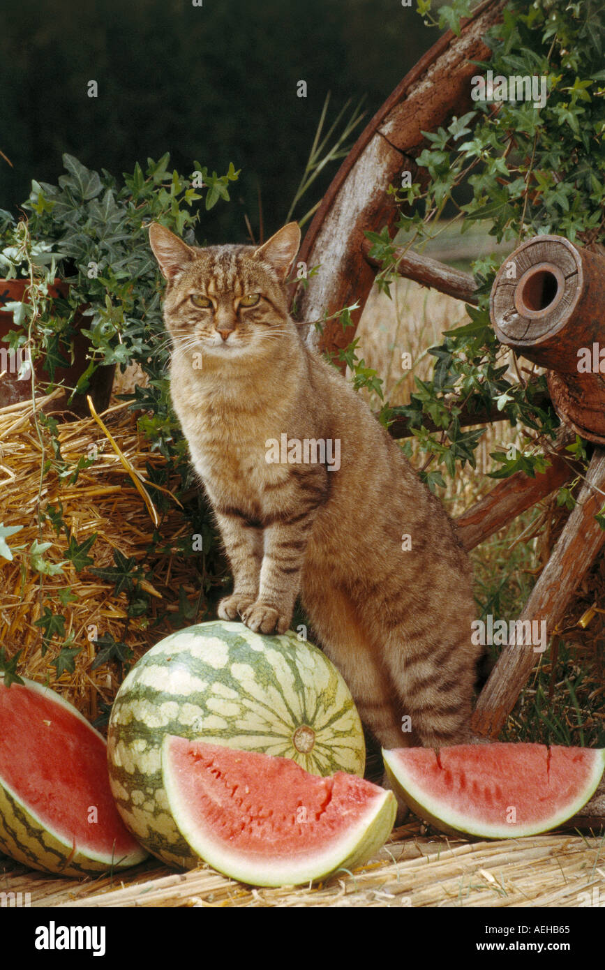 Watermelon slice cat hi-res stock photography and images - Alamy