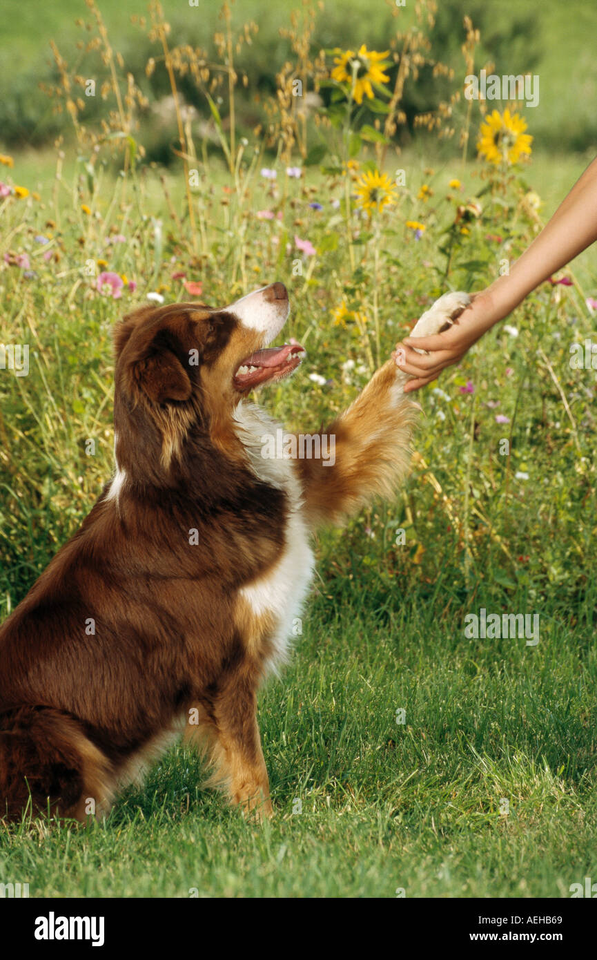Australian shepherd giving paw hi-res stock photography and images - Alamy