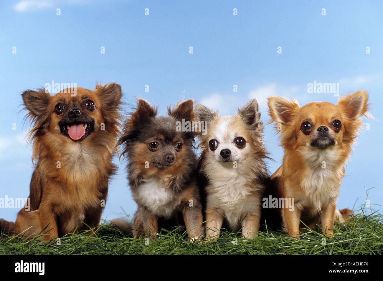 4 dogs sitting hi-res stock photography and images - Alamy