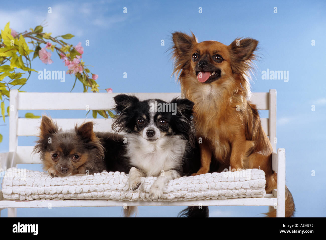 three Chihuahuas dogs on a bank Stock Photo - Alamy