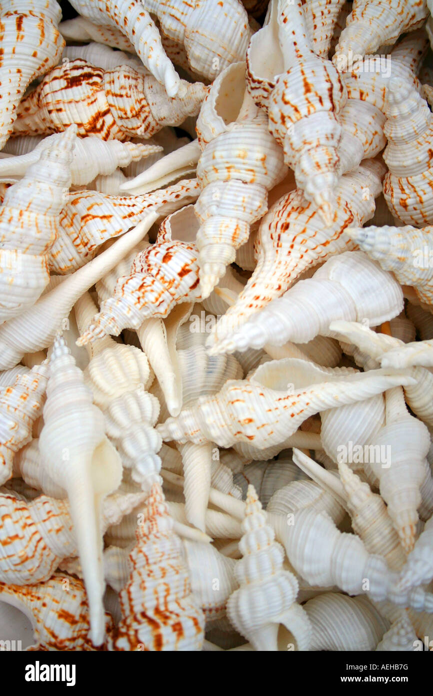 Conch shells on beach hi-res stock photography and images - Alamy