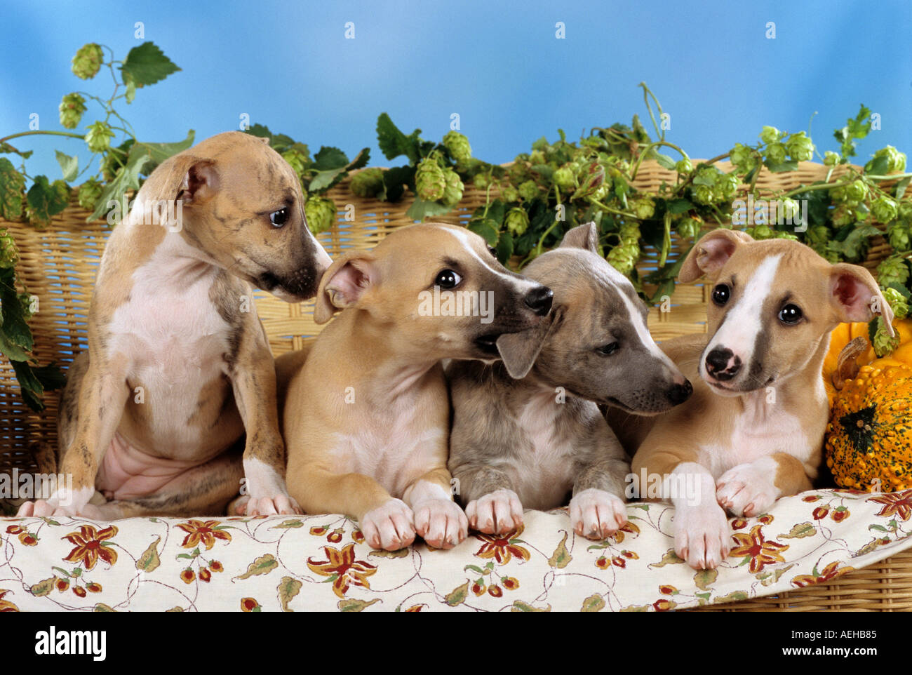 Whippet dog - four puppies Stock Photo - Alamy