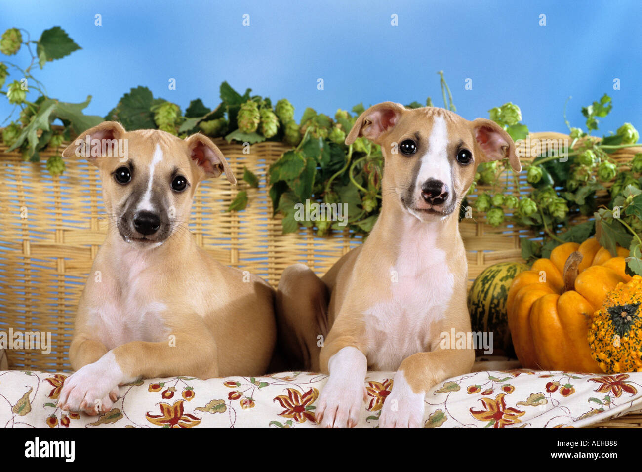Baby whippet hi-res stock photography and images - Alamy