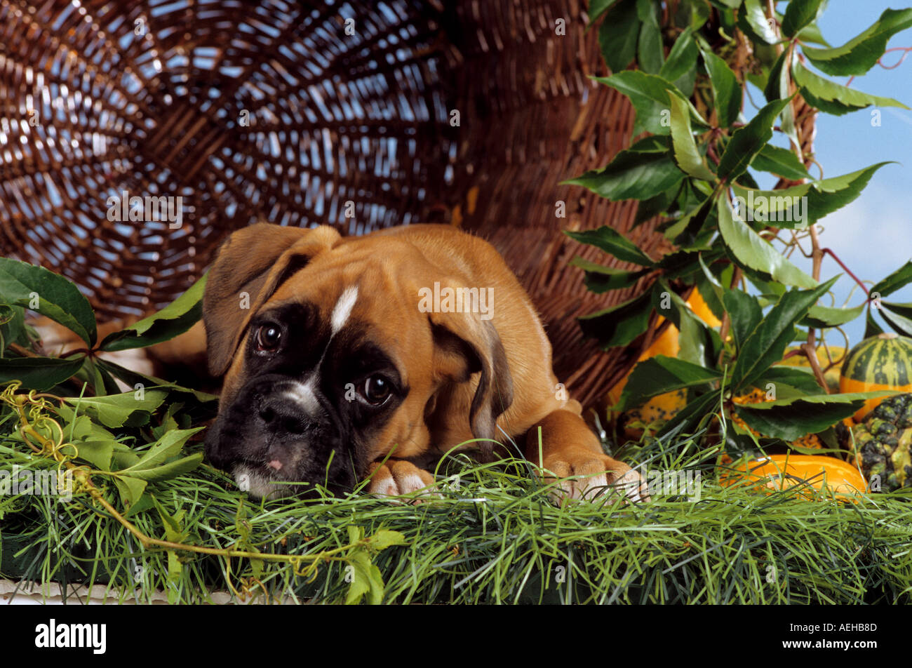 Boxer dog puppy lying in hi-res stock photography and images - Alamy
