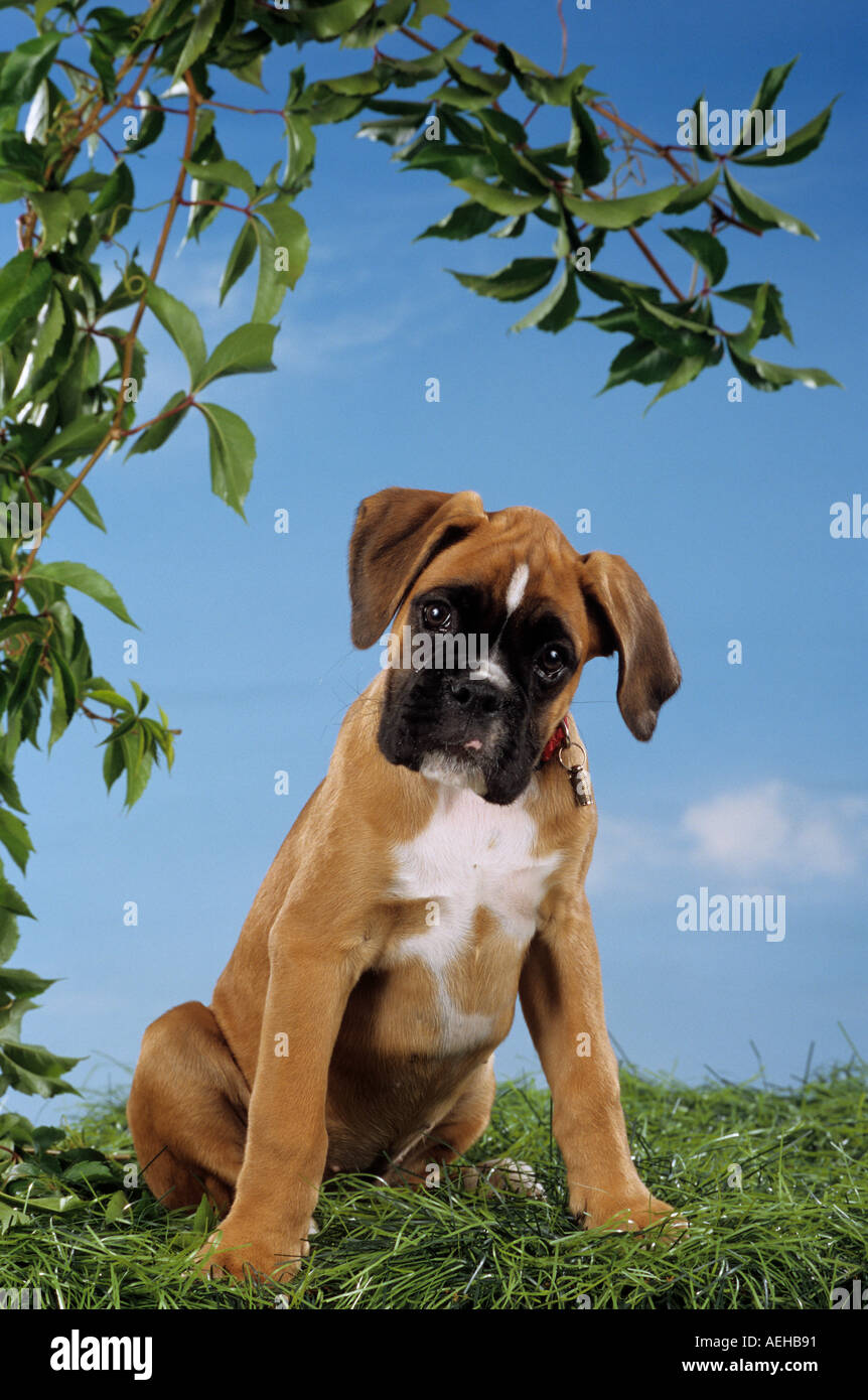 Boxer dog - puppy - sitting Stock Photo - Alamy