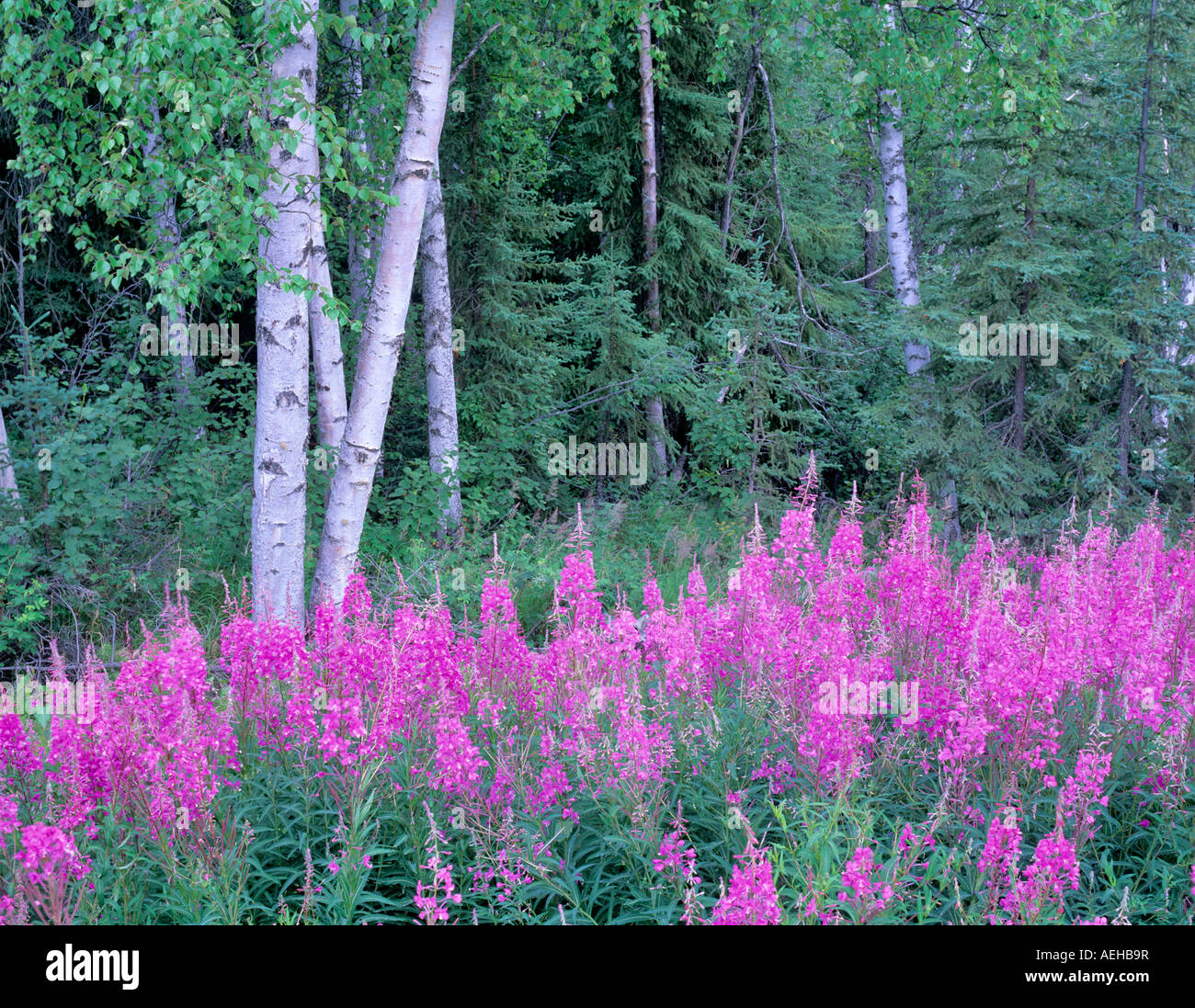 Alaska birch tree trunks hi-res stock photography and images - Alamy