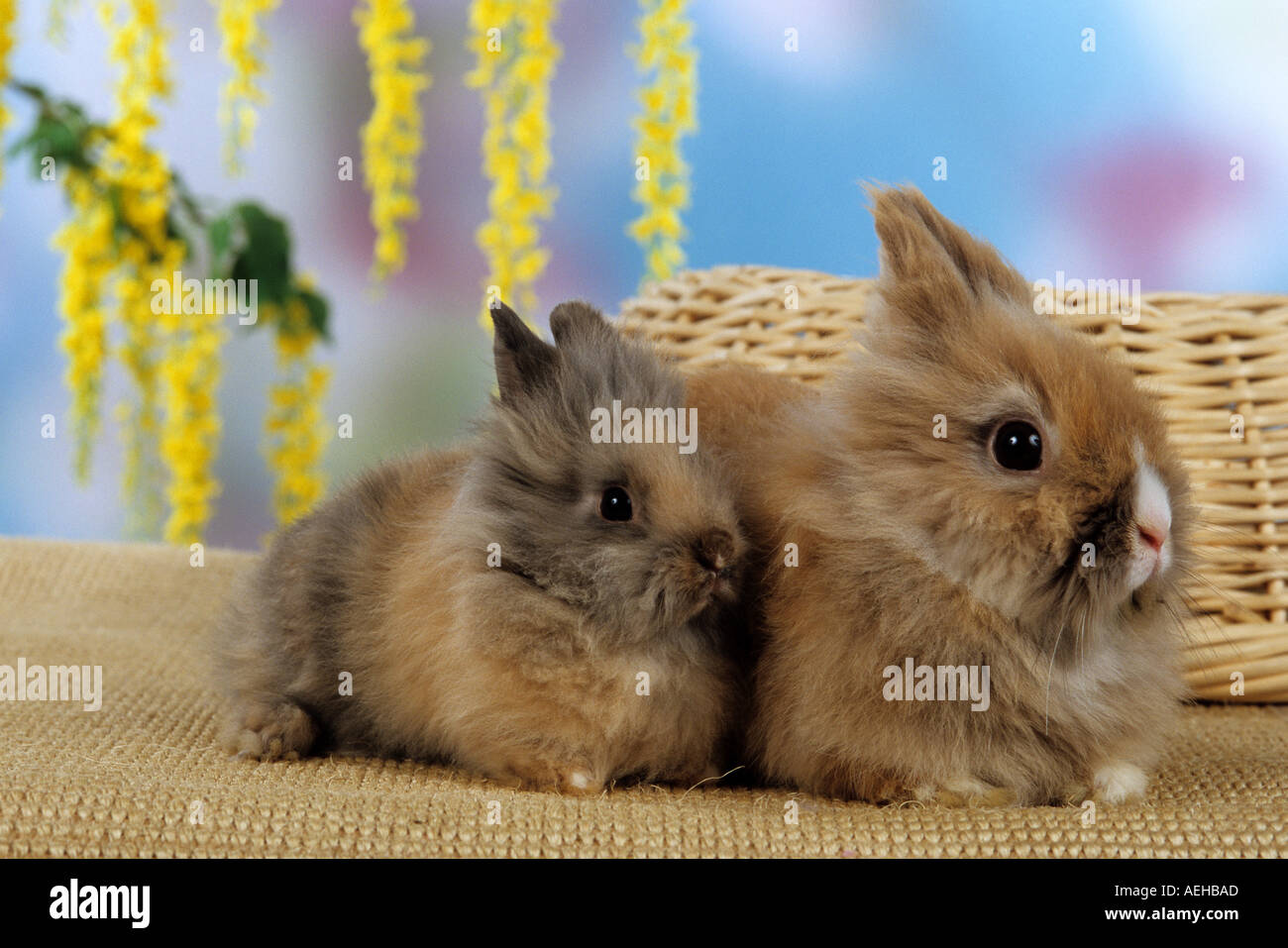 lion-headed dwarf rabbit with cub Stock Photo - Alamy