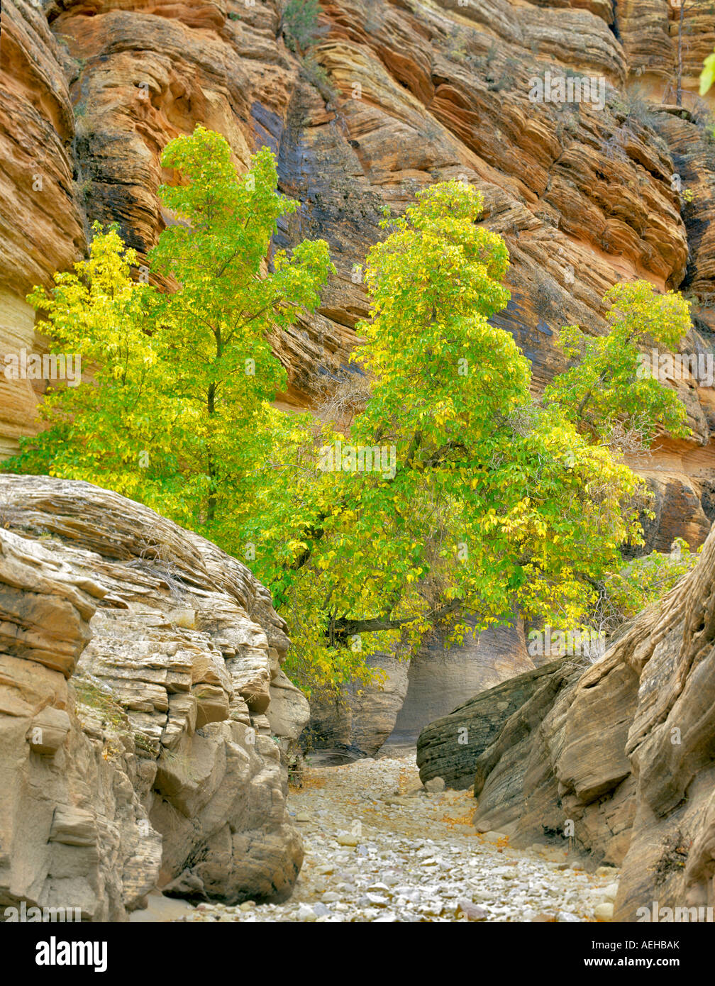 Box Elder Maple in fall color in small canyon in Zion National Park ...