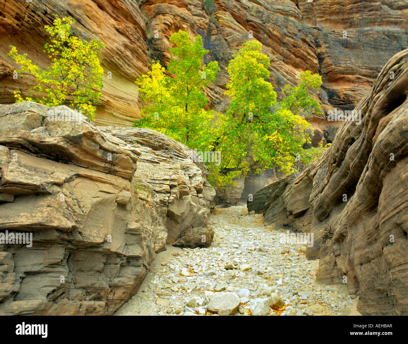 Box Elder Maple in fall color in small canyon in Zion National Park ...