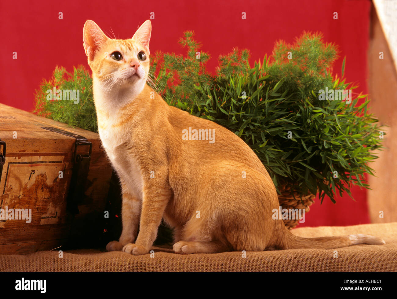 Ceylon Cat. Adult sitting. Studio picture against a red background ...