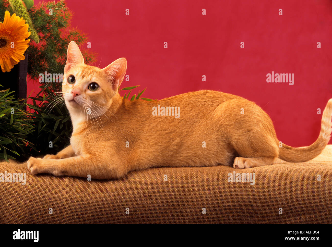 Ceylon Cat lying Stock Photo - Alamy