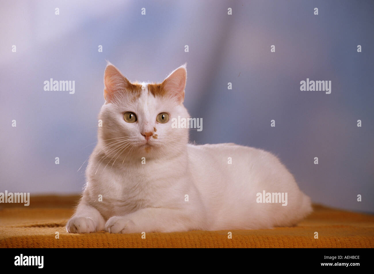 Anatolian cat hi-res stock photography and images - Alamy