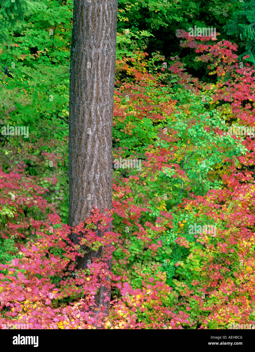 Vine Maple in fall color and hemlock trees Willamette National Forest ...