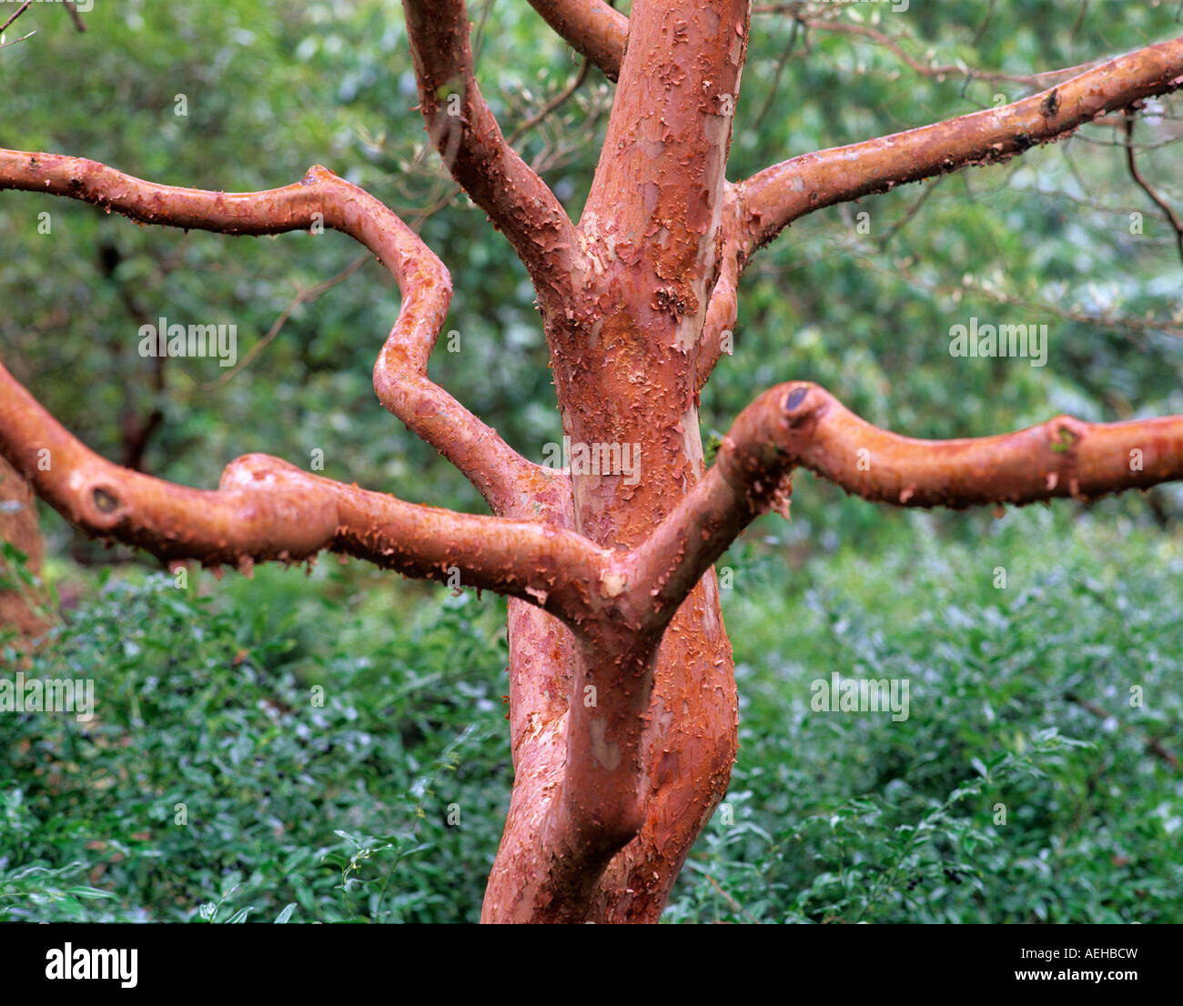 Madrone tree branching Hendrick s State Park Eugene Oregon Stock Photo ...