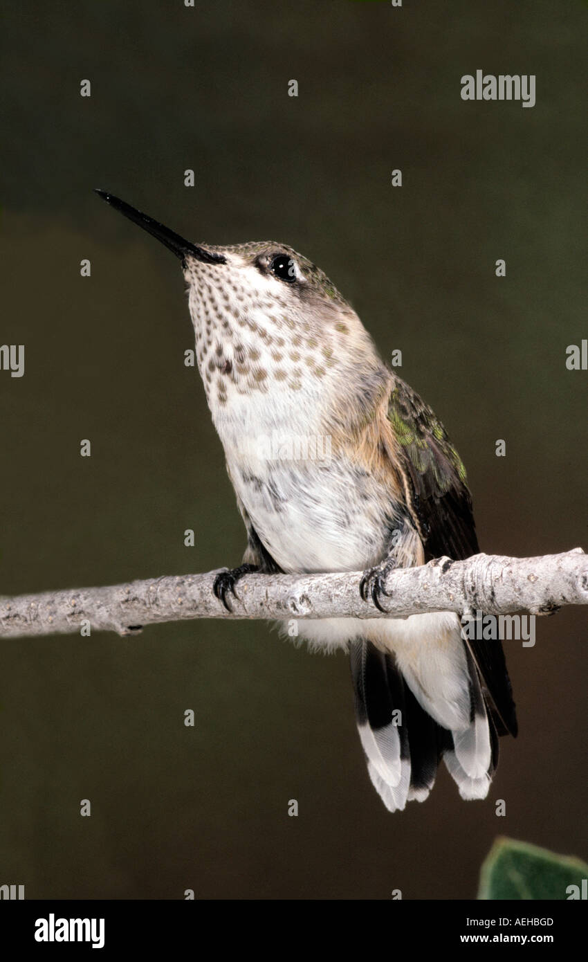 The smallest bird hi-res stock photography and images - Alamy