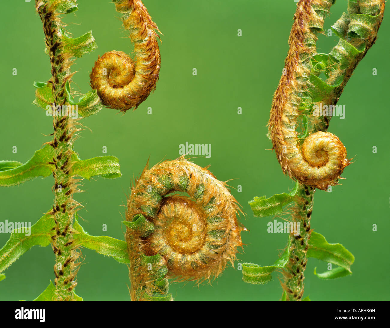 New growth of Sword fern polystichum munitum Siuslaw National Forest ...