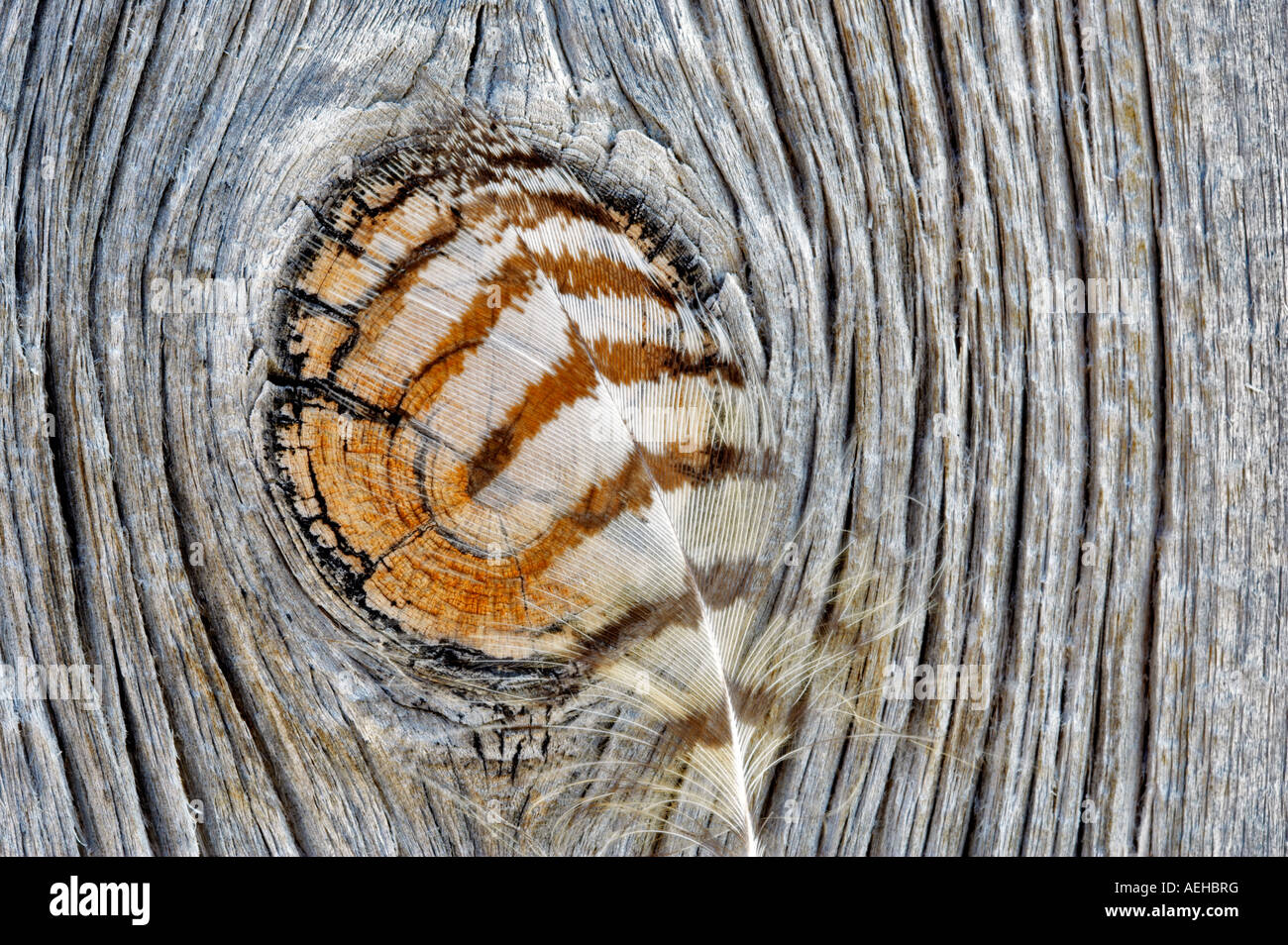Great Horned Owl feather on barn board Summer Lake State Wildlife ...