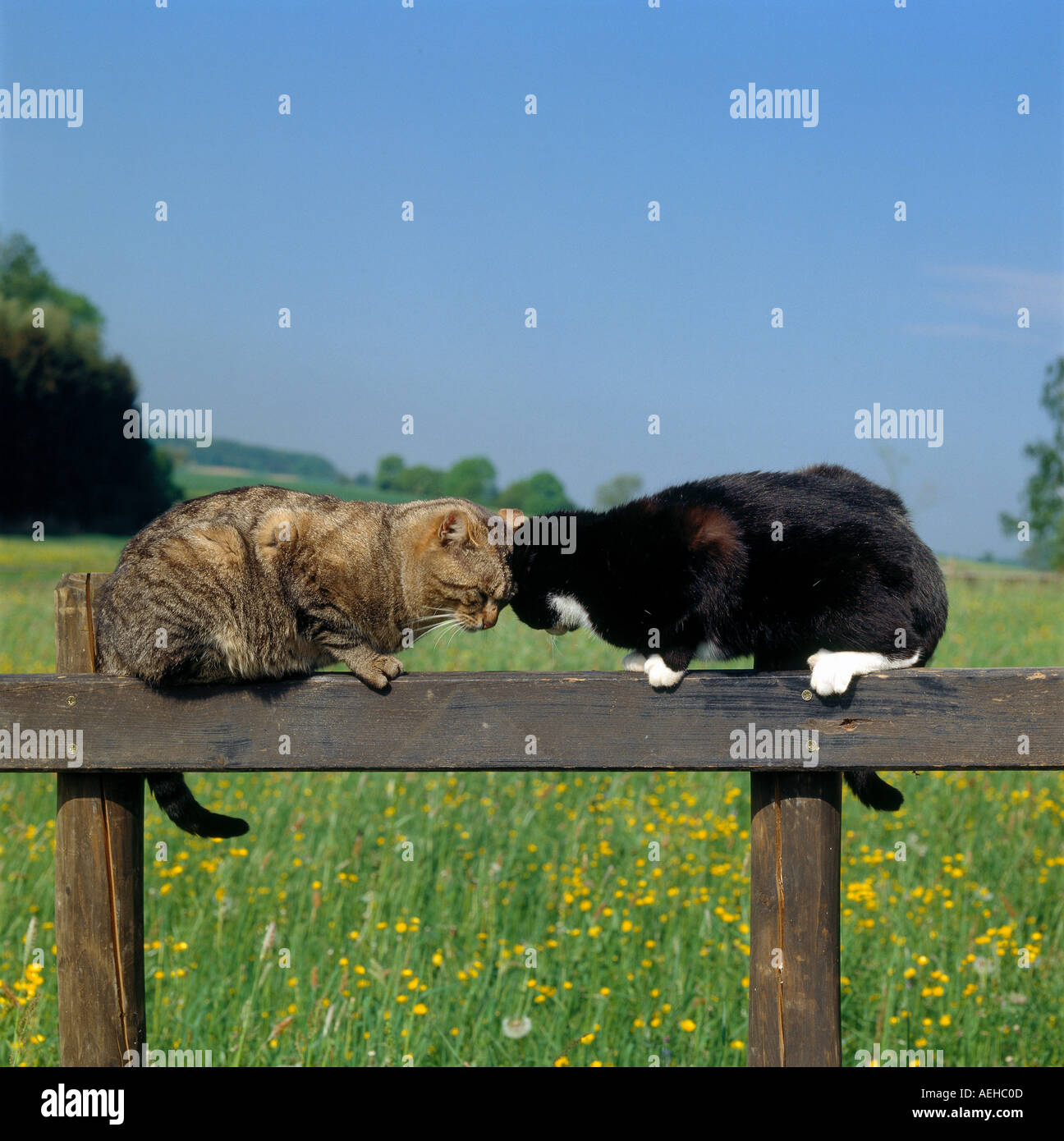 two domestic cats an fence canoodling Stock Photo - Alamy
