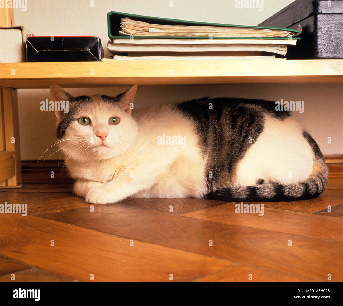 domestic cat fear Stock Photo - Alamy
