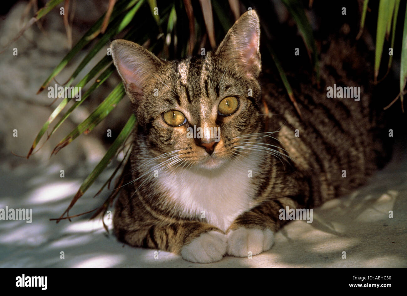 Cat under hi-res stock photography and images - Alamy