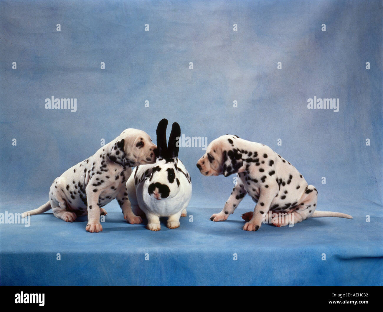 Dalmatian Rabbit Stock Photos & Dalmatian Rabbit Stock Images - Alamy