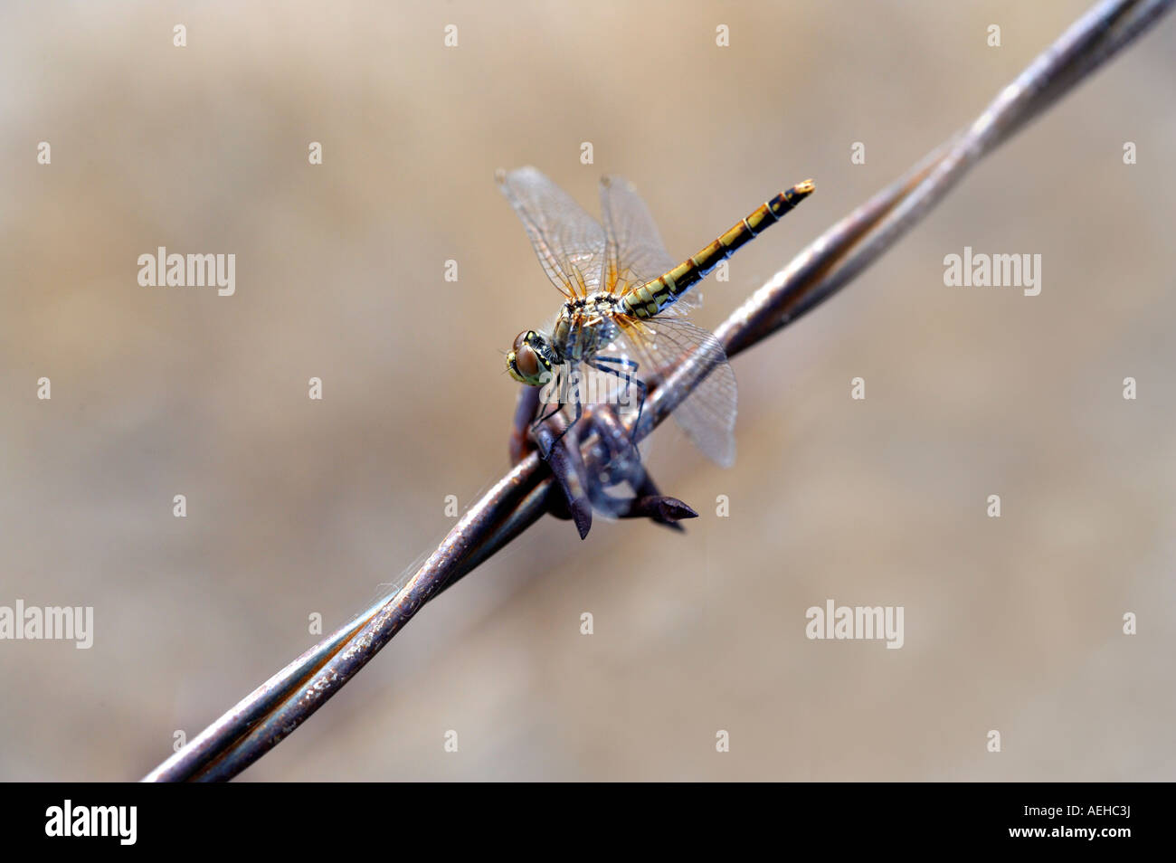Dragonfly on barbed wire Oregon Stock Photo - Alamy