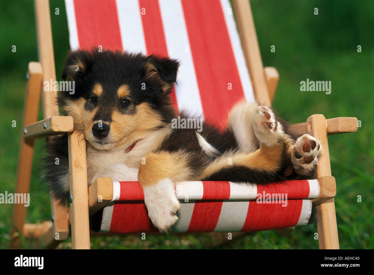 Collie. Puppy laying in a deckchair Stock Photo - Alamy