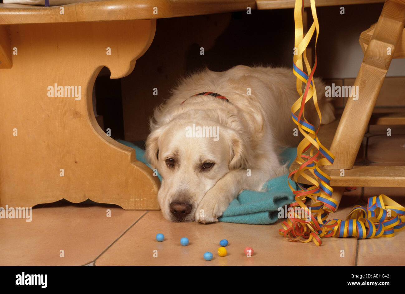 Golden Retriever dog under bench Stock Photo - Alamy