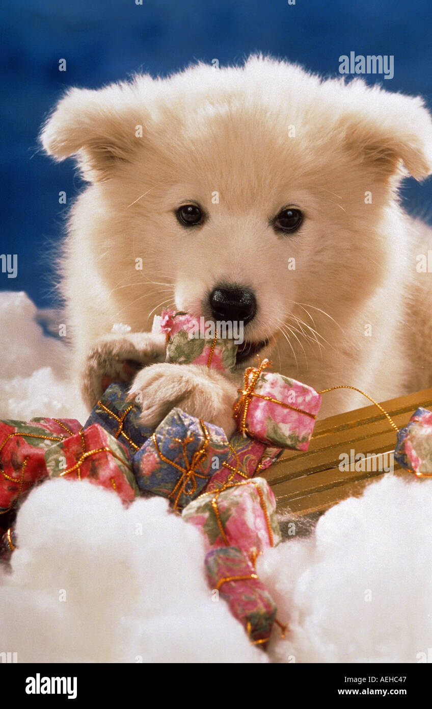 Samoyed dog - puppy at christmas presents Stock Photo - Alamy