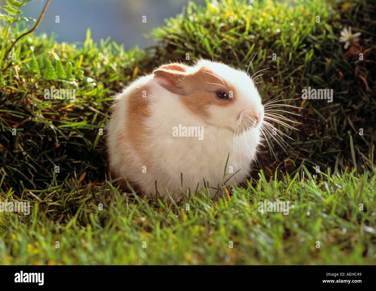 young dwarf rabbit on meadow Stock Photo - Alamy