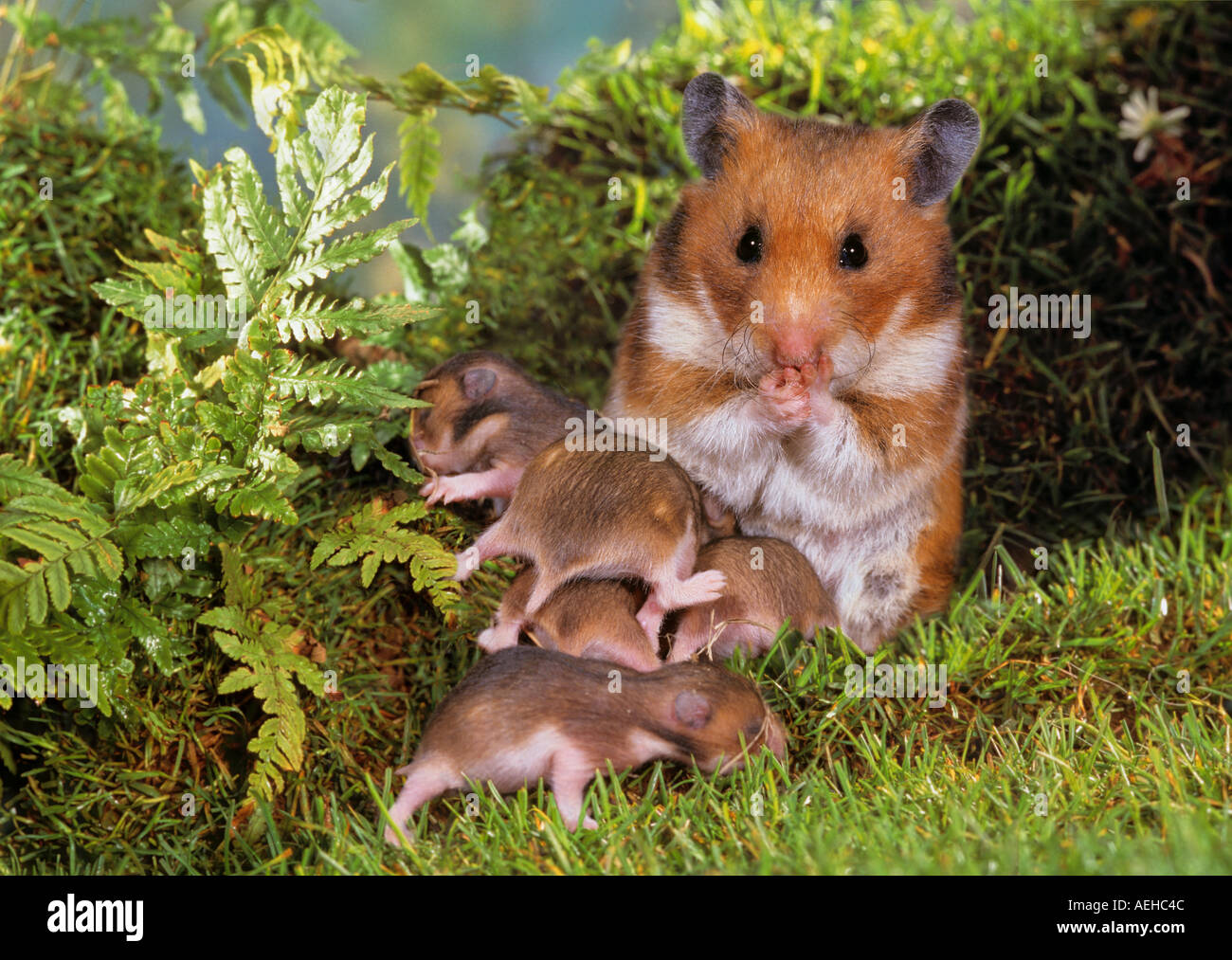 Golden hamster cubs hi-res stock photography and images - Alamy