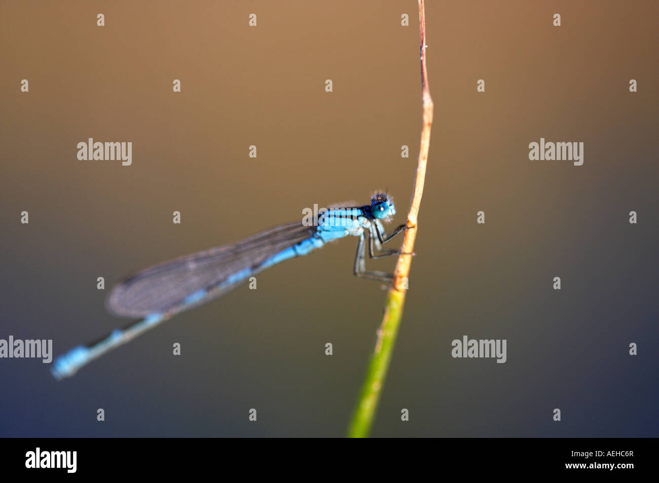 Damselfly Shore of Mann Lake Oregon Stock Photo - Alamy