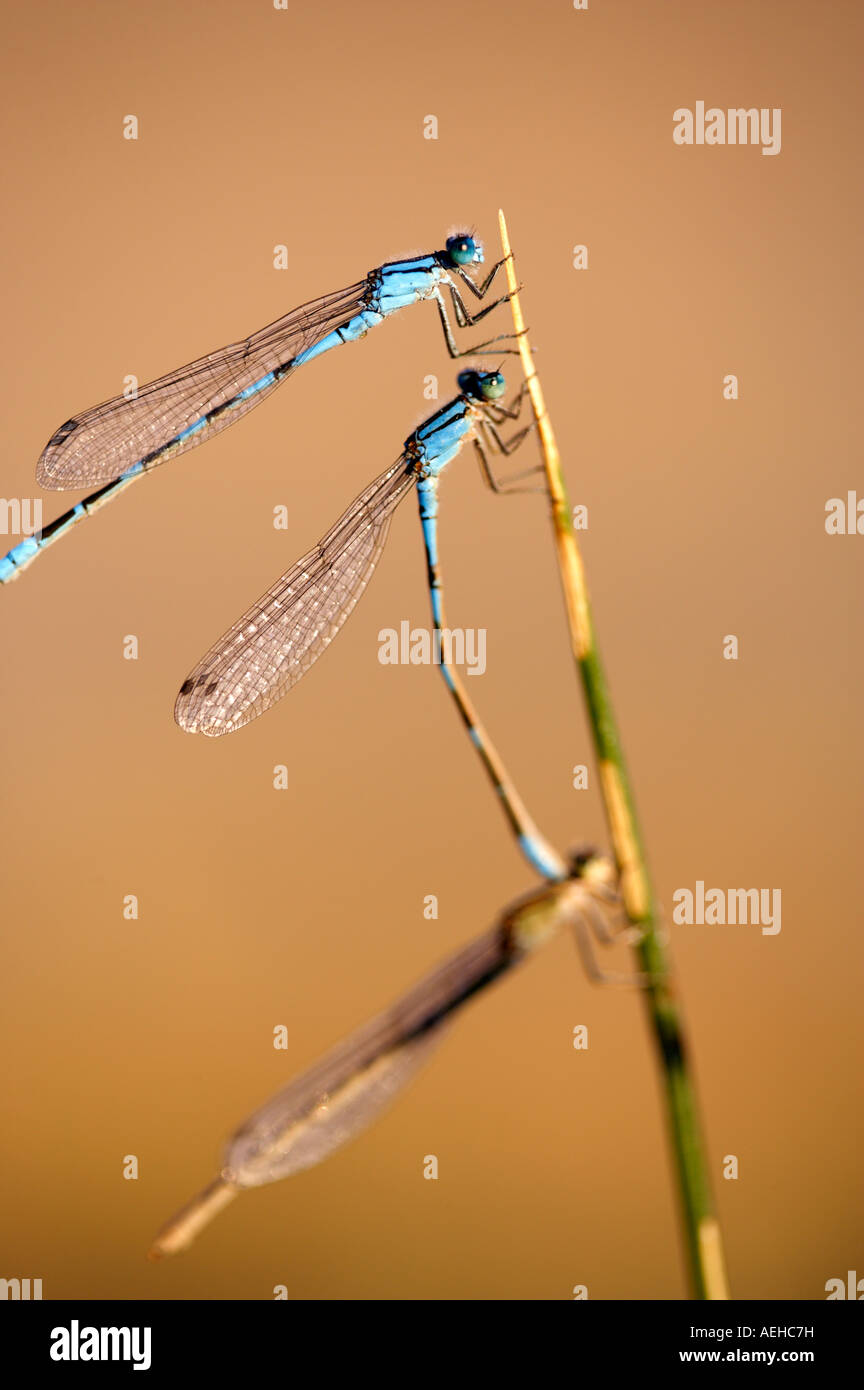 Mating damselflys Shore of Mann Lake Oregon Stock Photo - Alamy