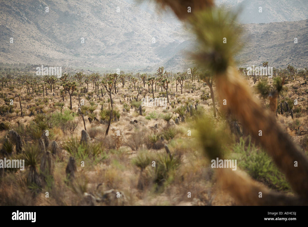 Looking out to Field of Joshua Trees in Joshua Tree National Park ...