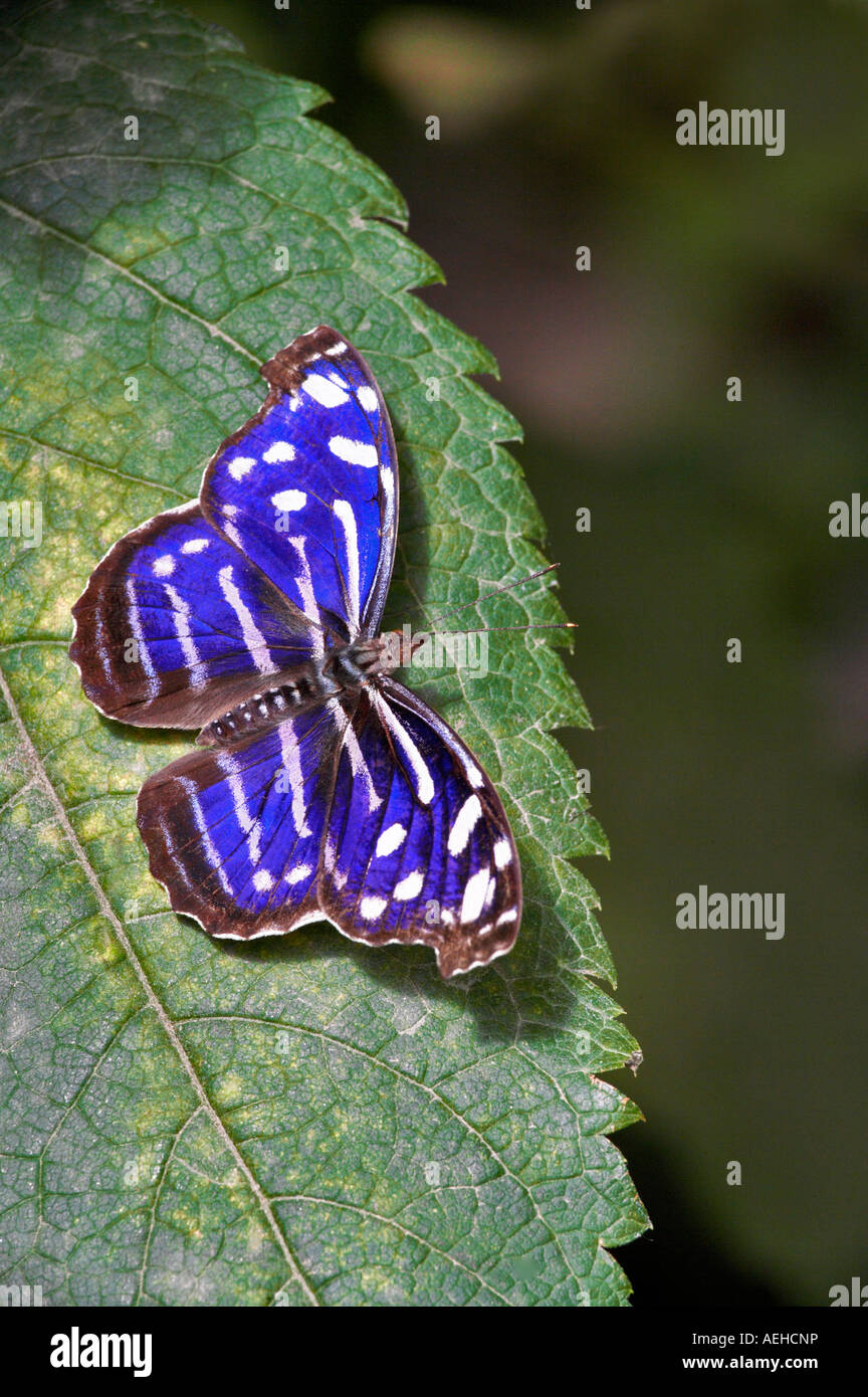 Royal Blue Butterfly Myscelia cyaniris Portland Oregon Zoo Stock Photo ...