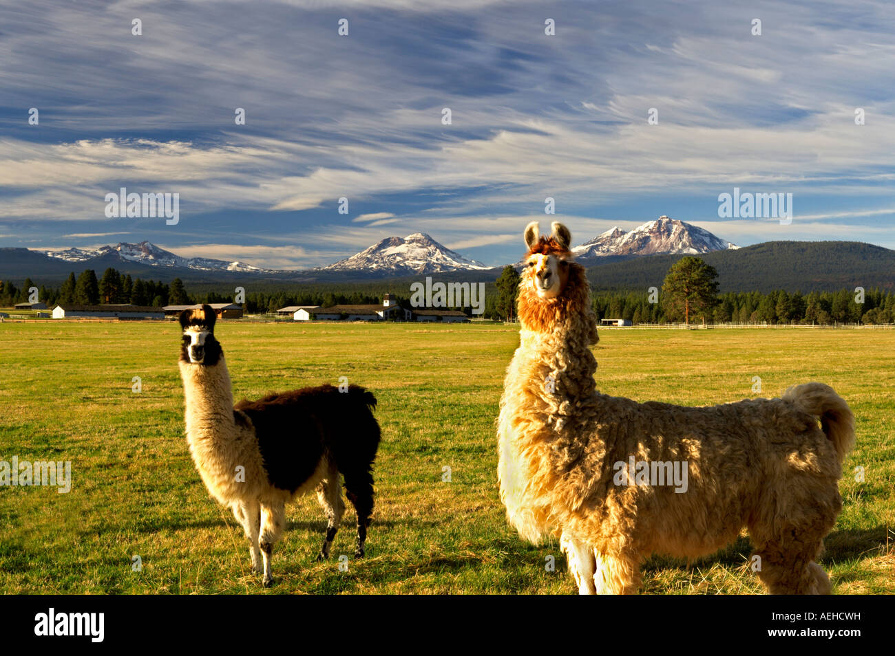 Llamas on farm with Three Sisters Mountains Oregon Stock Photo - Alamy