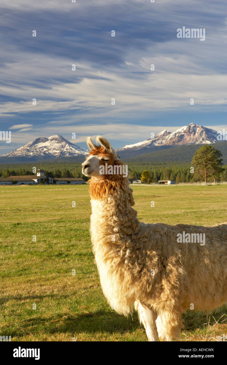 Llama on farm with Three Sisters Mountains Oregon Stock Photo - Alamy