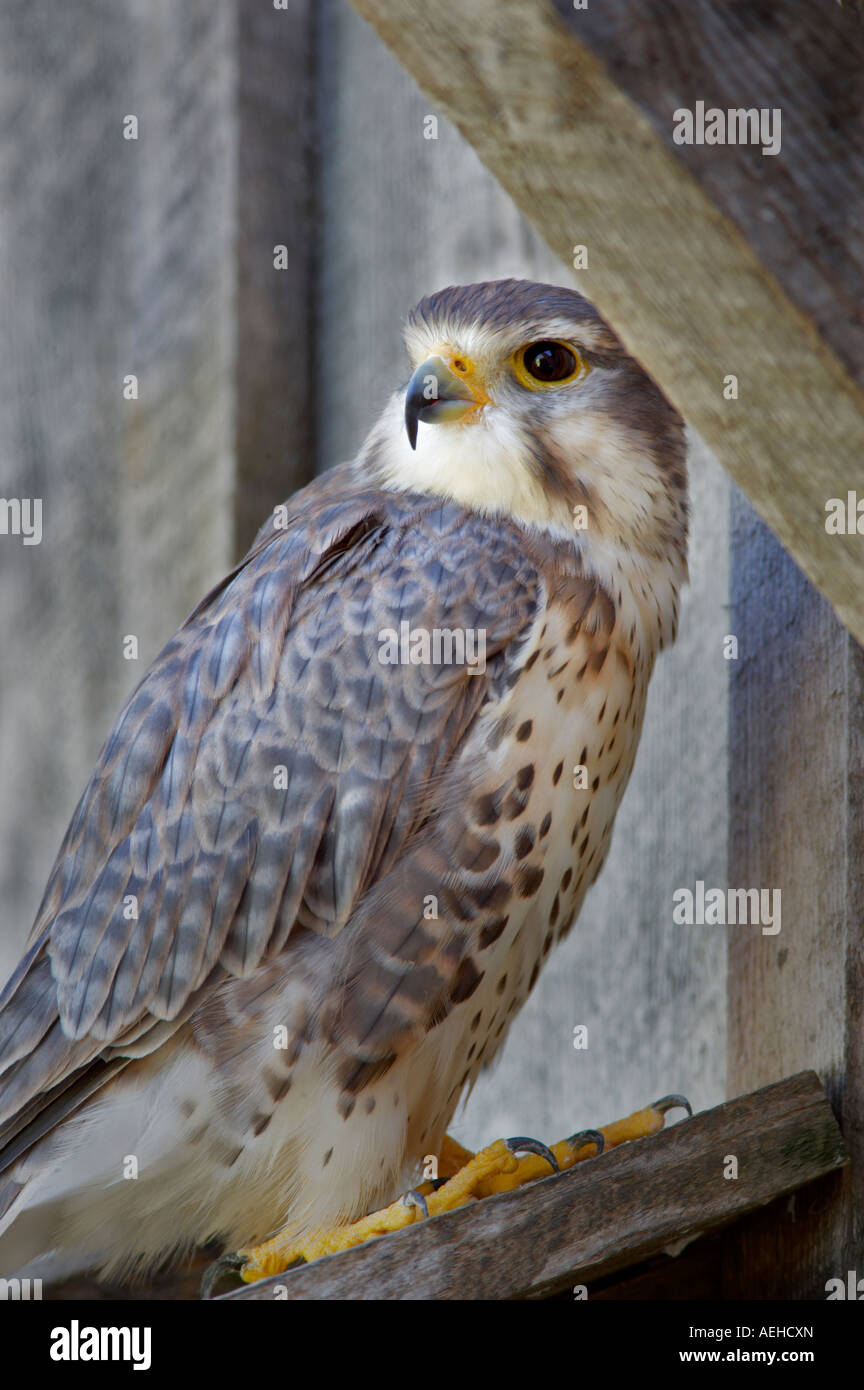 Perrigrin Falcon Oregon High Desert Museum Central Oregon Stock Photo ...