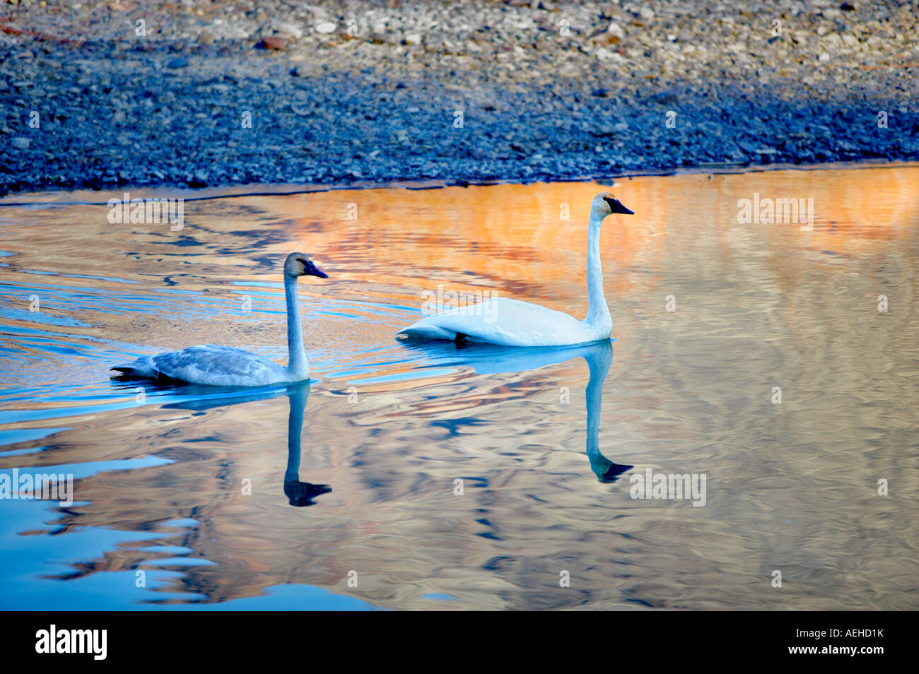 Trumpeter swans swimming in hi-res stock photography and images - Alamy