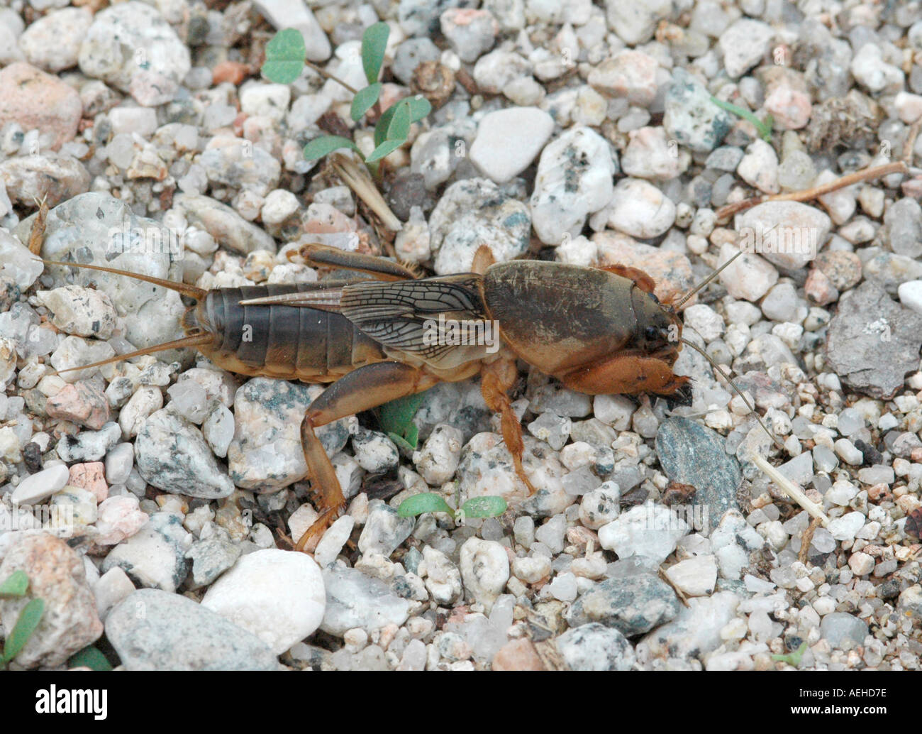 Common Mole Cricket Stock Photo - Alamy