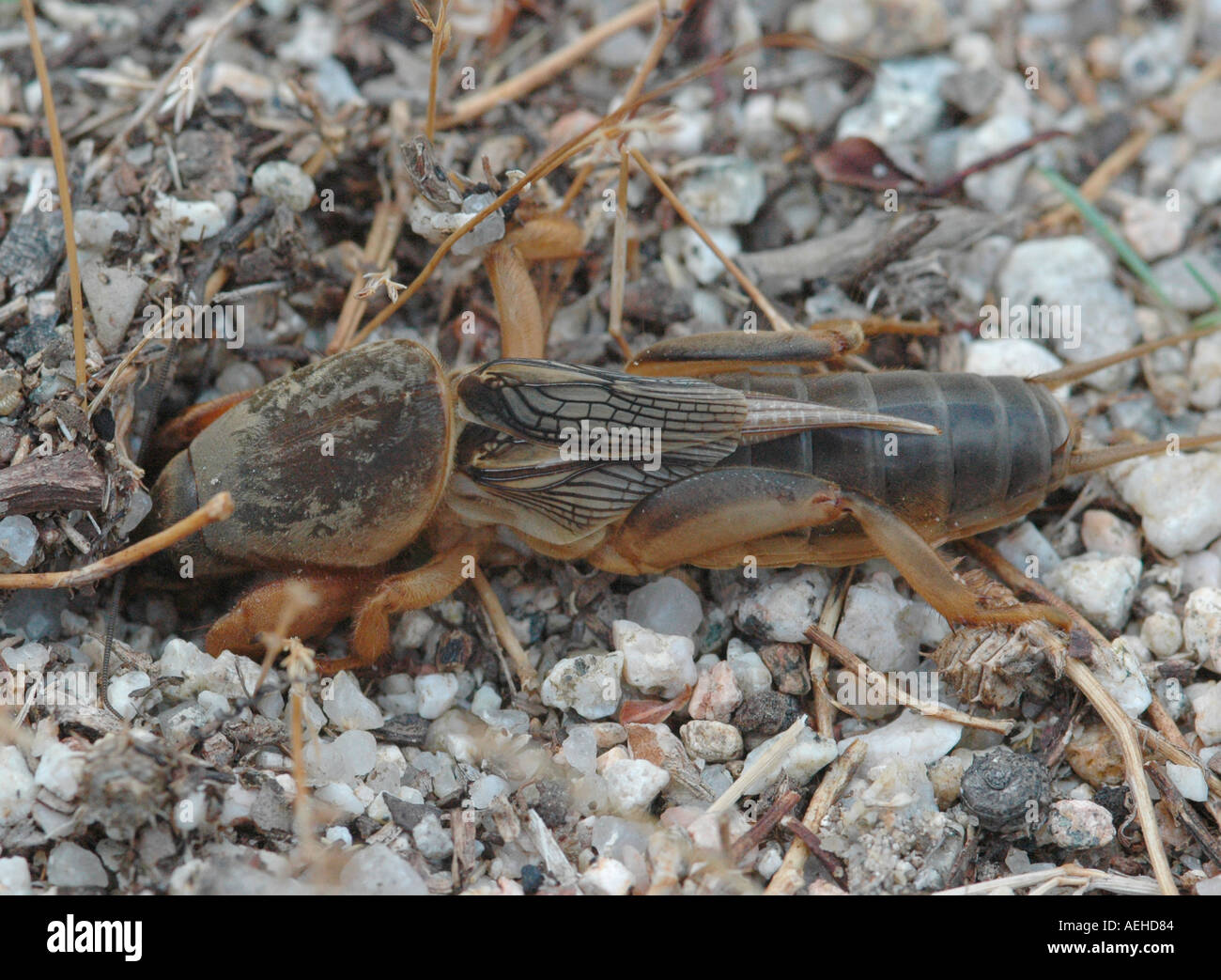 Common Mole Cricket Stock Photo - Alamy
