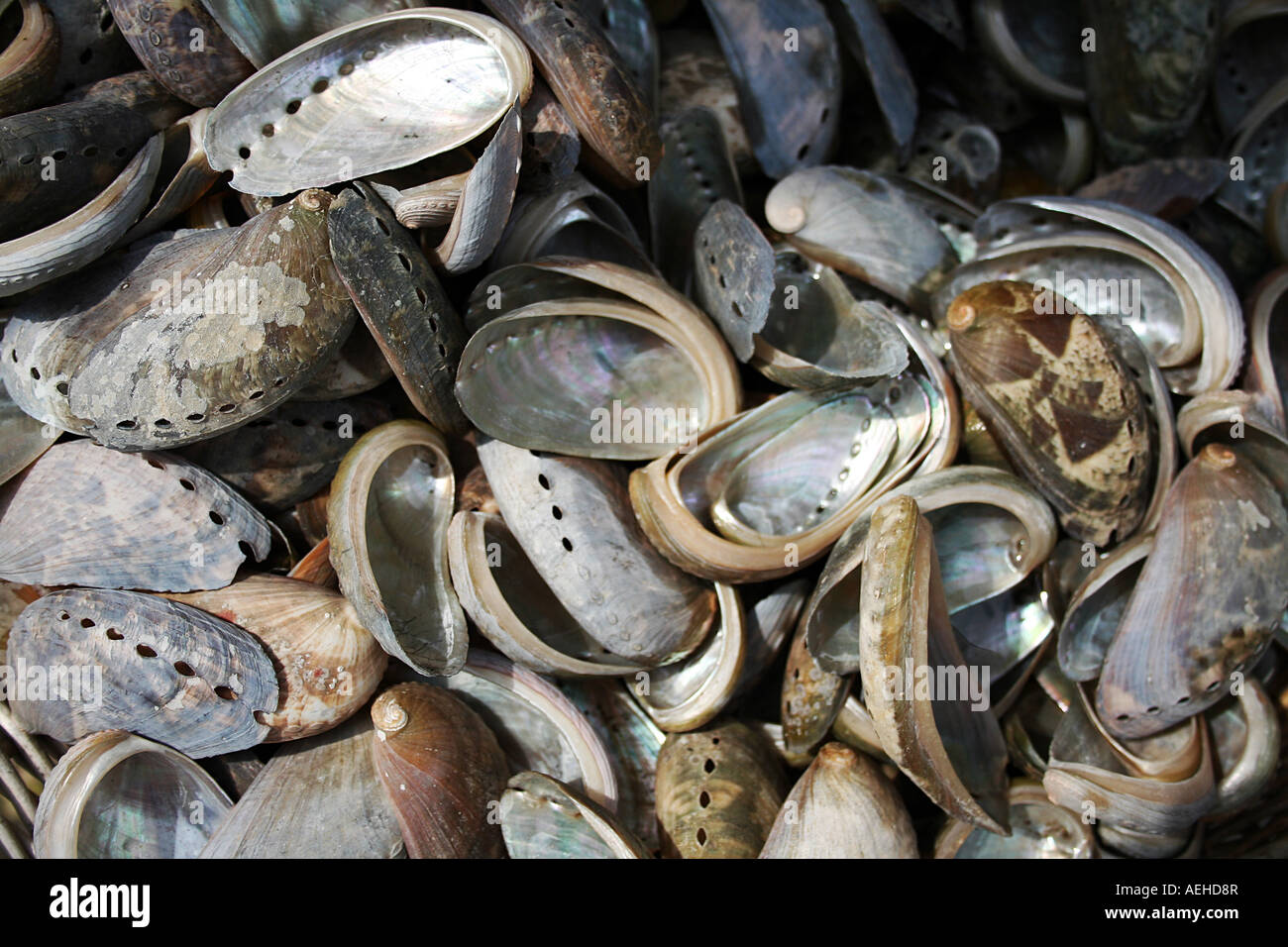Seashells seashore hi-res stock photography and images - Alamy