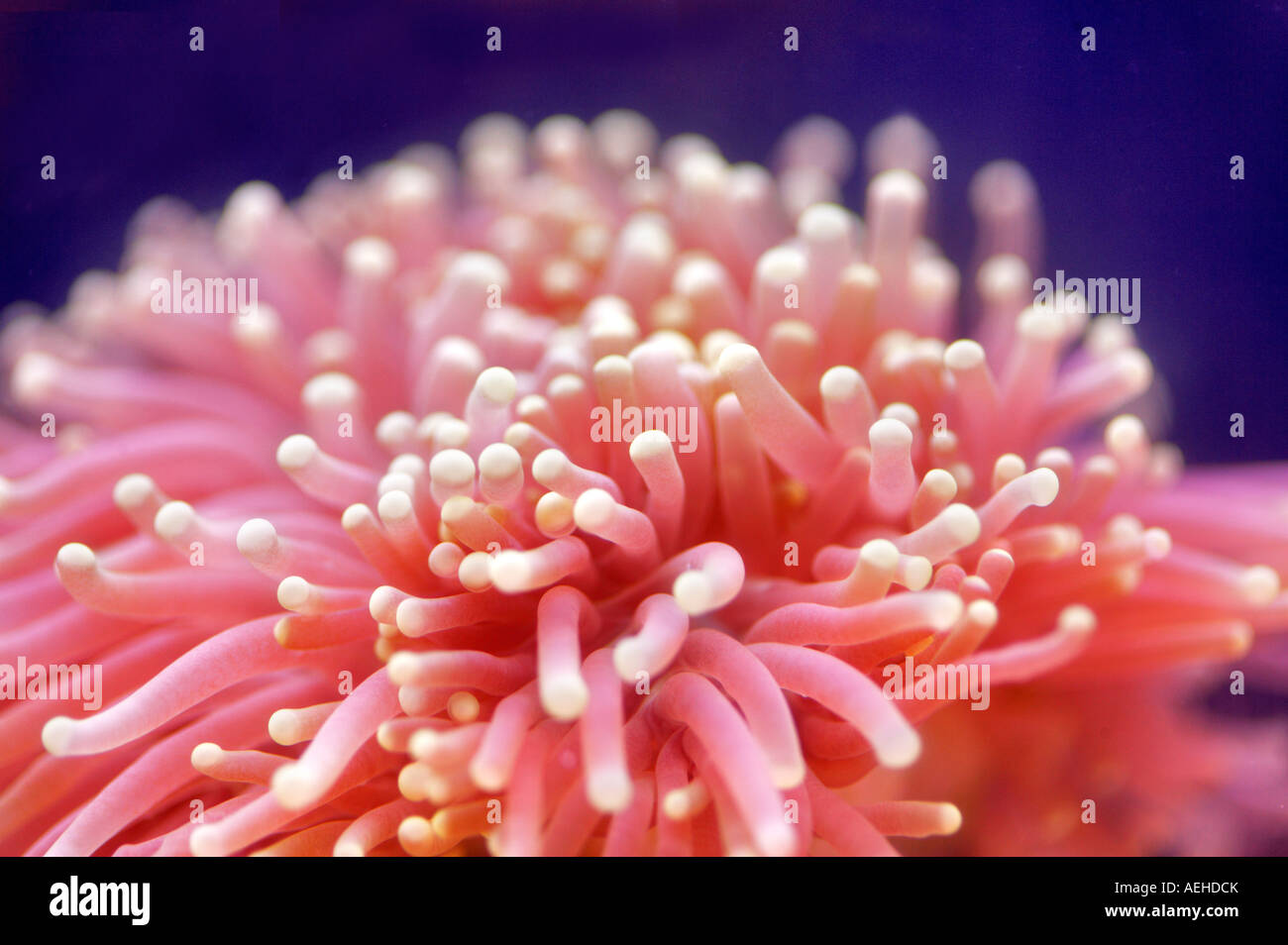 Rose bubble tip anemones coral hi-res stock photography and images - Alamy
