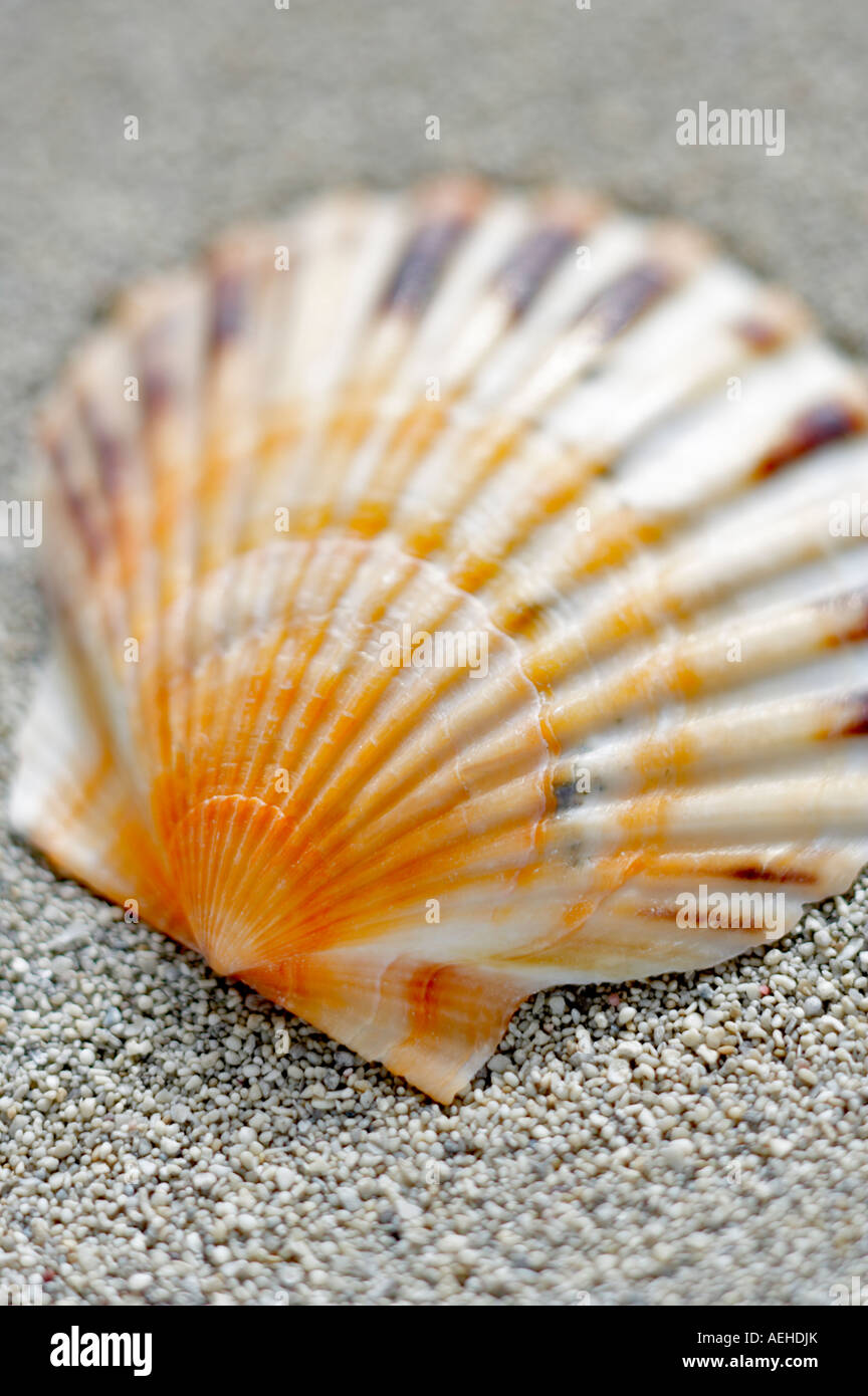 Scallop sea shell and beach sand Stock Photo - Alamy